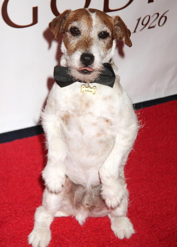Falleció el famoso perro Uggie, actor de la cinta "The Artist" - La ...
