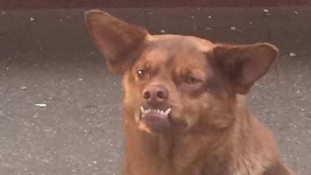 Chilaquil: El perro más famoso de México es chileno | La Nueva Radio YA