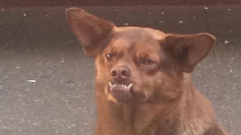 Chilaquil: El perro más famoso de México es chileno | La Nueva Radio YA