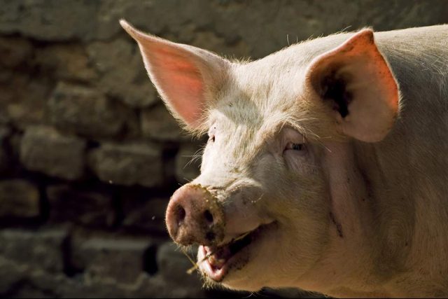 Cerdo hambriento ataca a 2 hombres en Estelí - La Nueva Radio YA