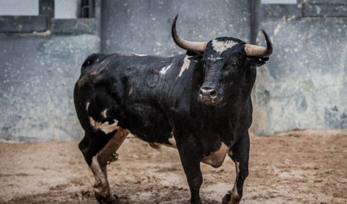 El toro "Pinto" manda al hospital a un sorteador de Granada - La Nueva ...