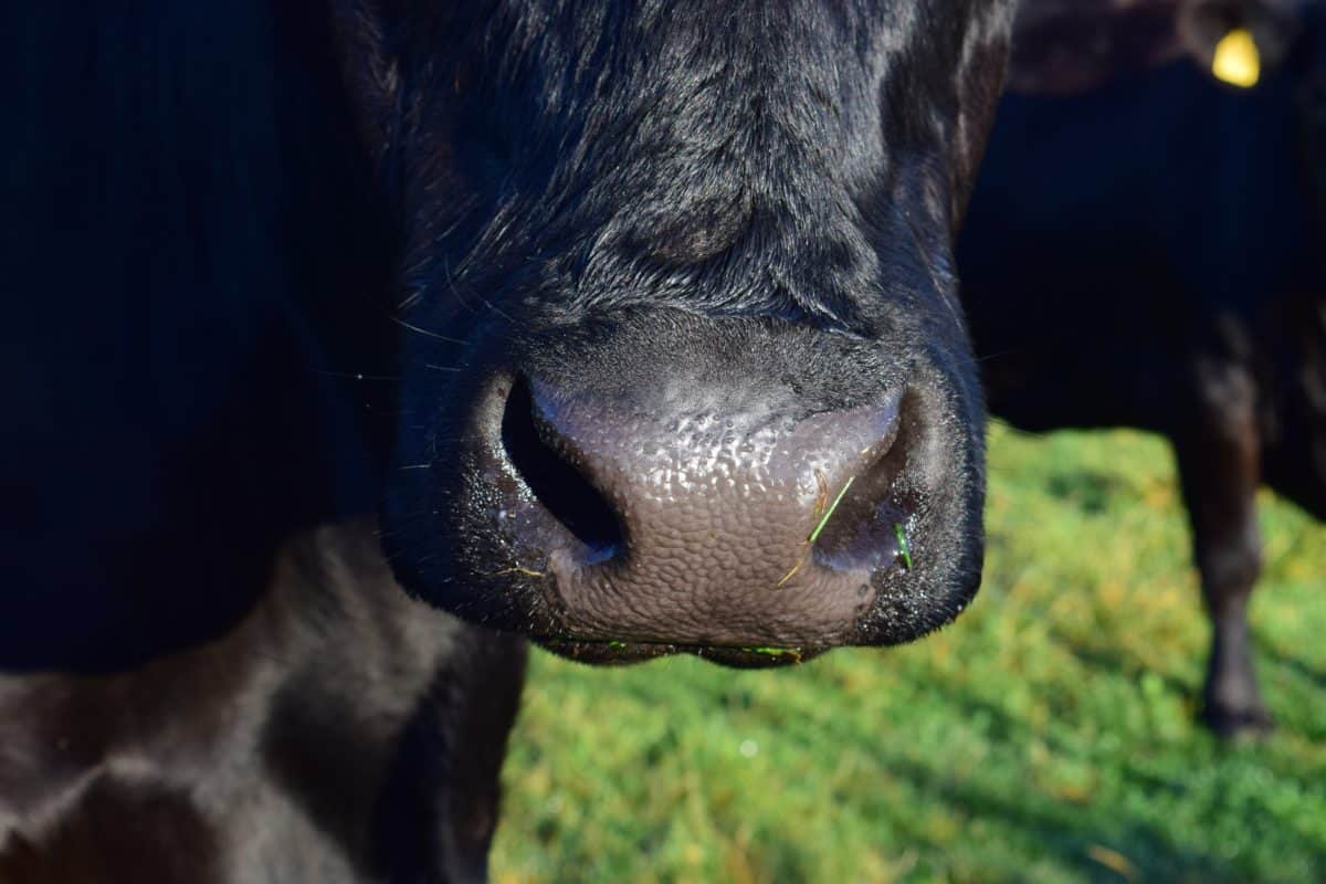 Abigeo se lleva en el saco una vaca negra en Pueblo Nuevo, Jinotega ...