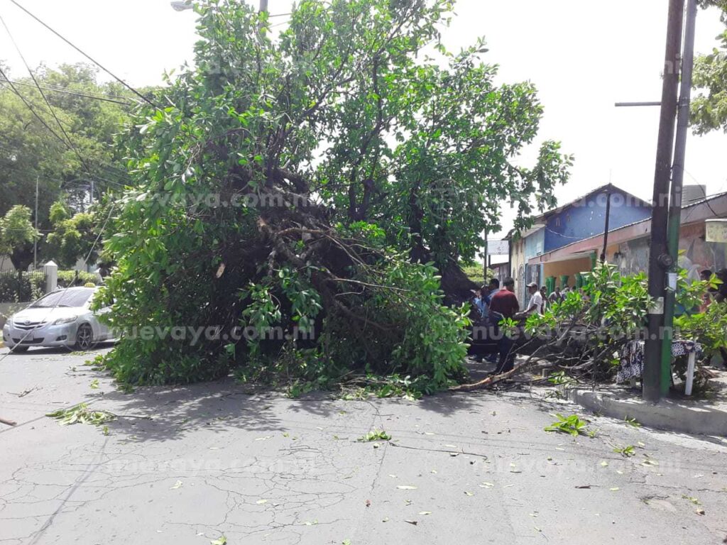 Veterano árbol de Chilamate cae sobre una camioneta en Granada - La ...