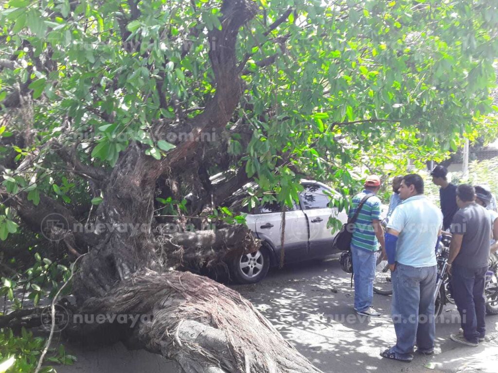 Veterano árbol de Chilamate cae sobre una camioneta en Granada - La ...