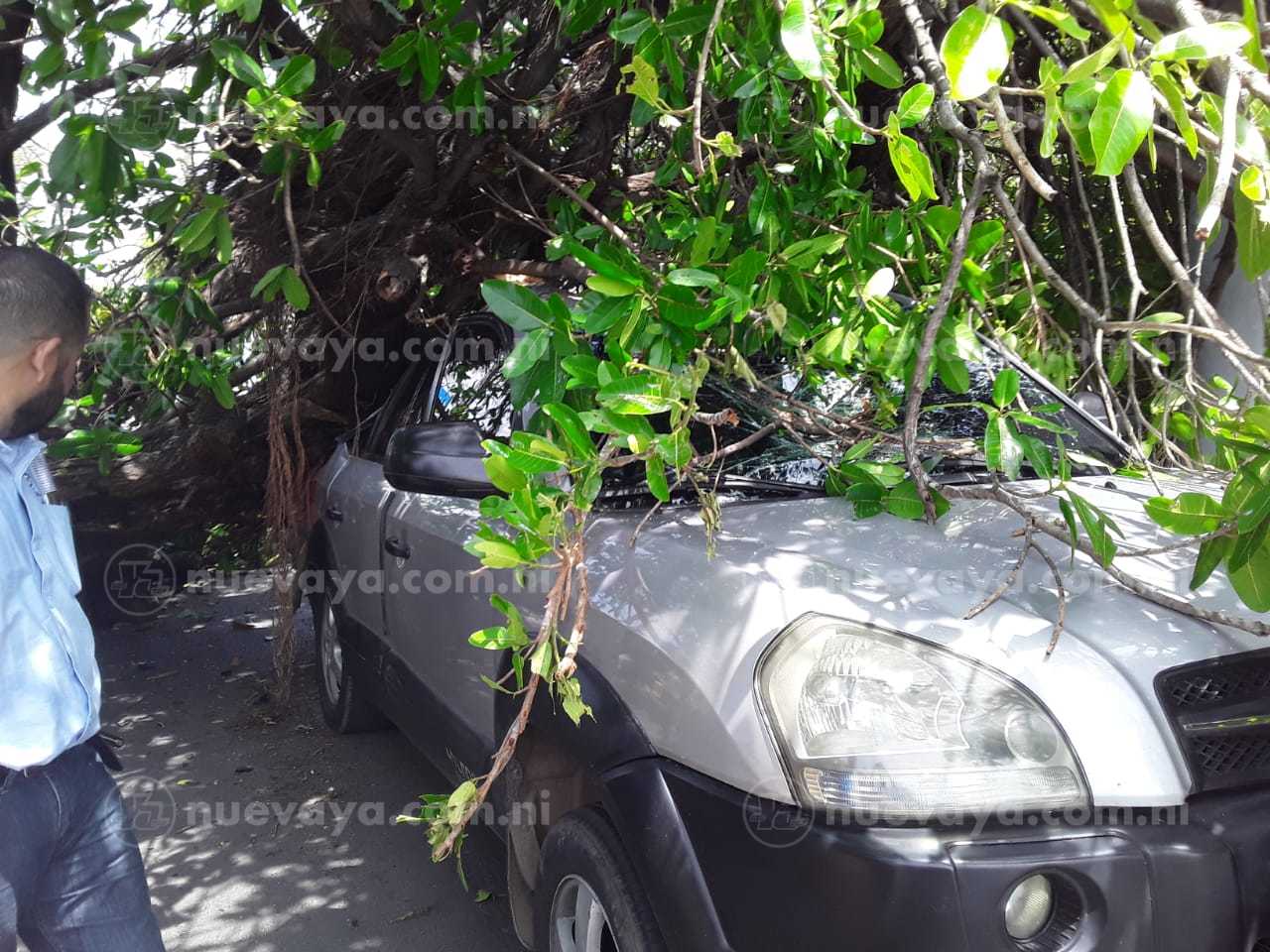 Veterano árbol de Chilamate cae sobre una camioneta en Granada - La ...