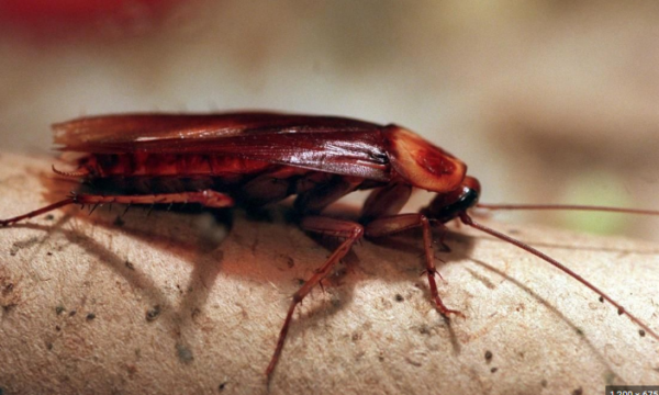 Quiere quemar a una cucaracha y acaba matando a su vecina - La Nueva ...