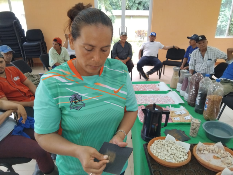 INTA promueve prácticas artesanales para acelerar germinación de ...